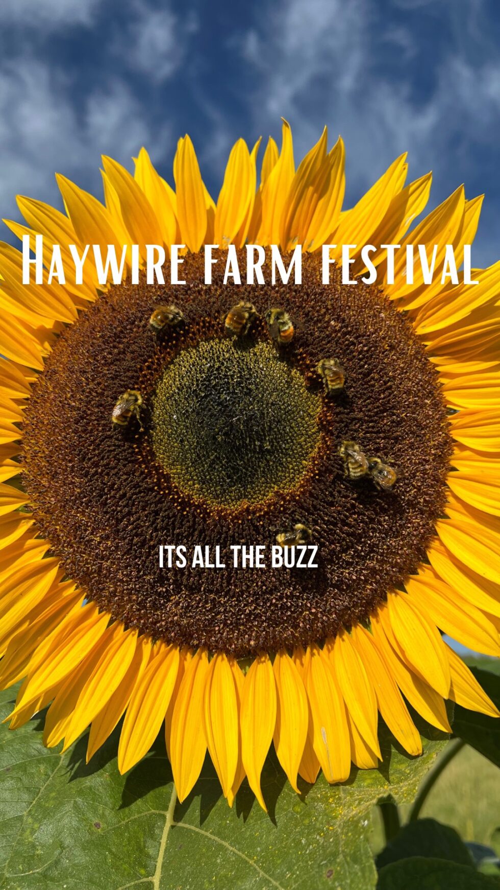 about - Haywire Farm Festival